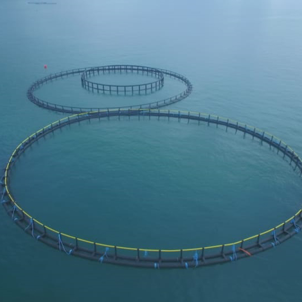 aquaculture buoy news - Qingdao Waysail Ocean Technology Co., Ltd